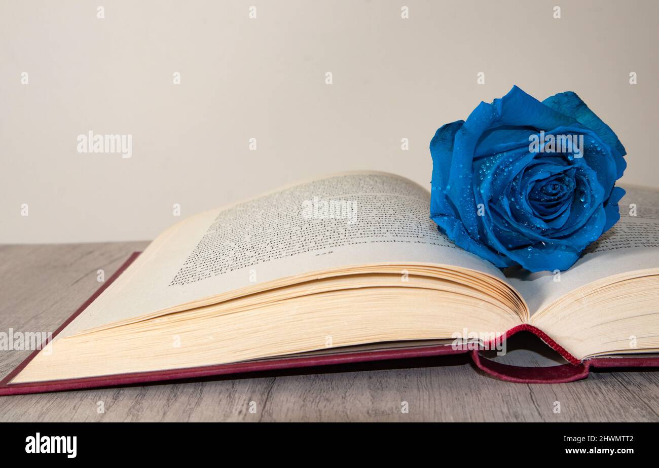 blue rose flower on a book with a white background Stock Photo - Alamy
