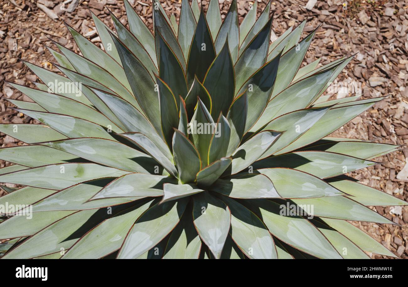 Cactus in desert, cacti or cactaceae pattern. Agave cactus Stock Photo ...