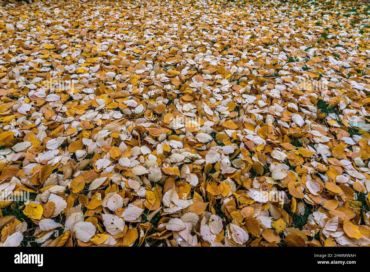 Scattered autumn leaves hi-res stock photography and images - Alamy