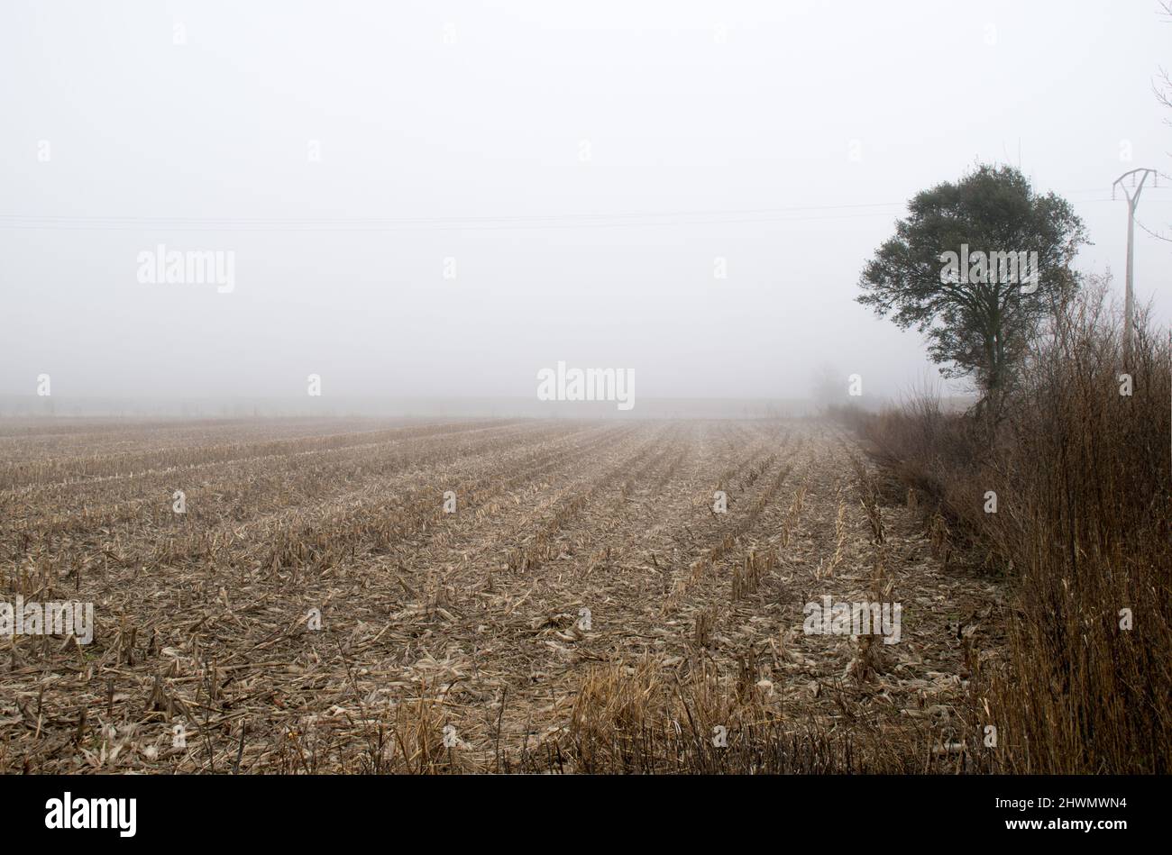 harvested corn field with fog Stock Photo - Alamy