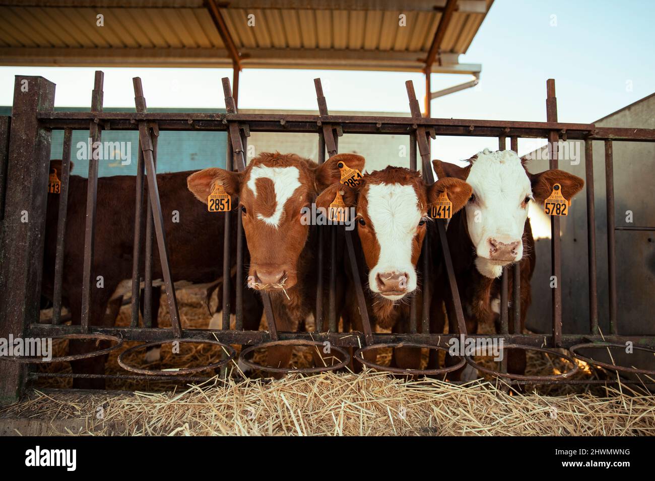 Adorable calves inside the stable looking at the camera Stock Photo - Alamy