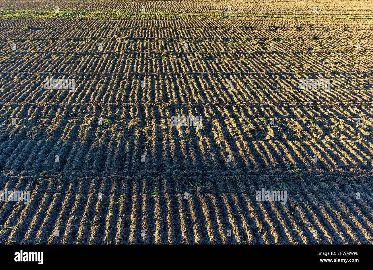View of a plowed field with traces and furrows running parallel through ...
