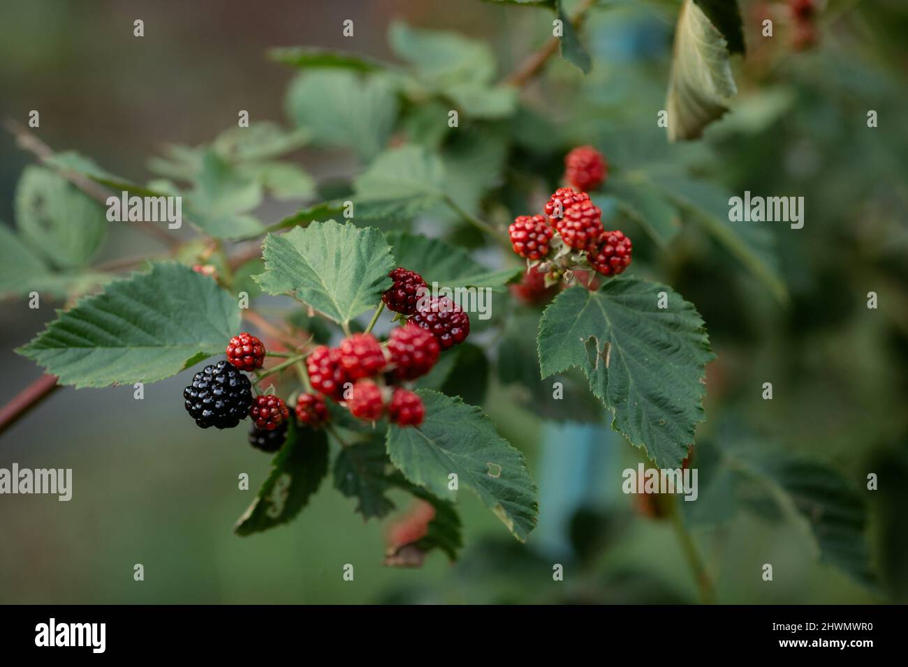 Closeup of a black raspberry branch with shiny black and red berries ...