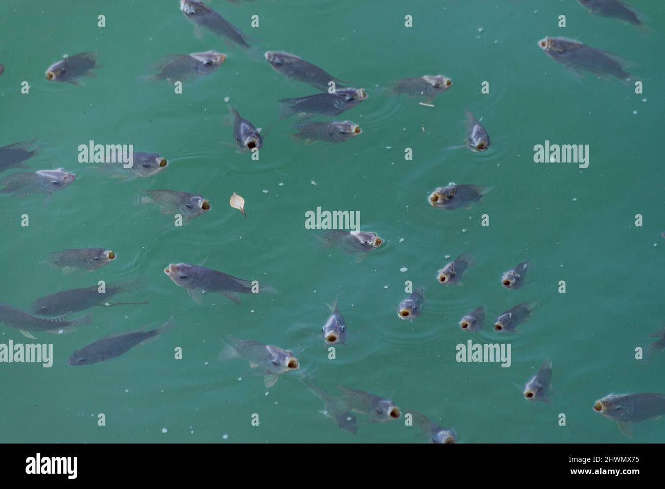 Group of fish swimming on the surface and breathing out of the water ...