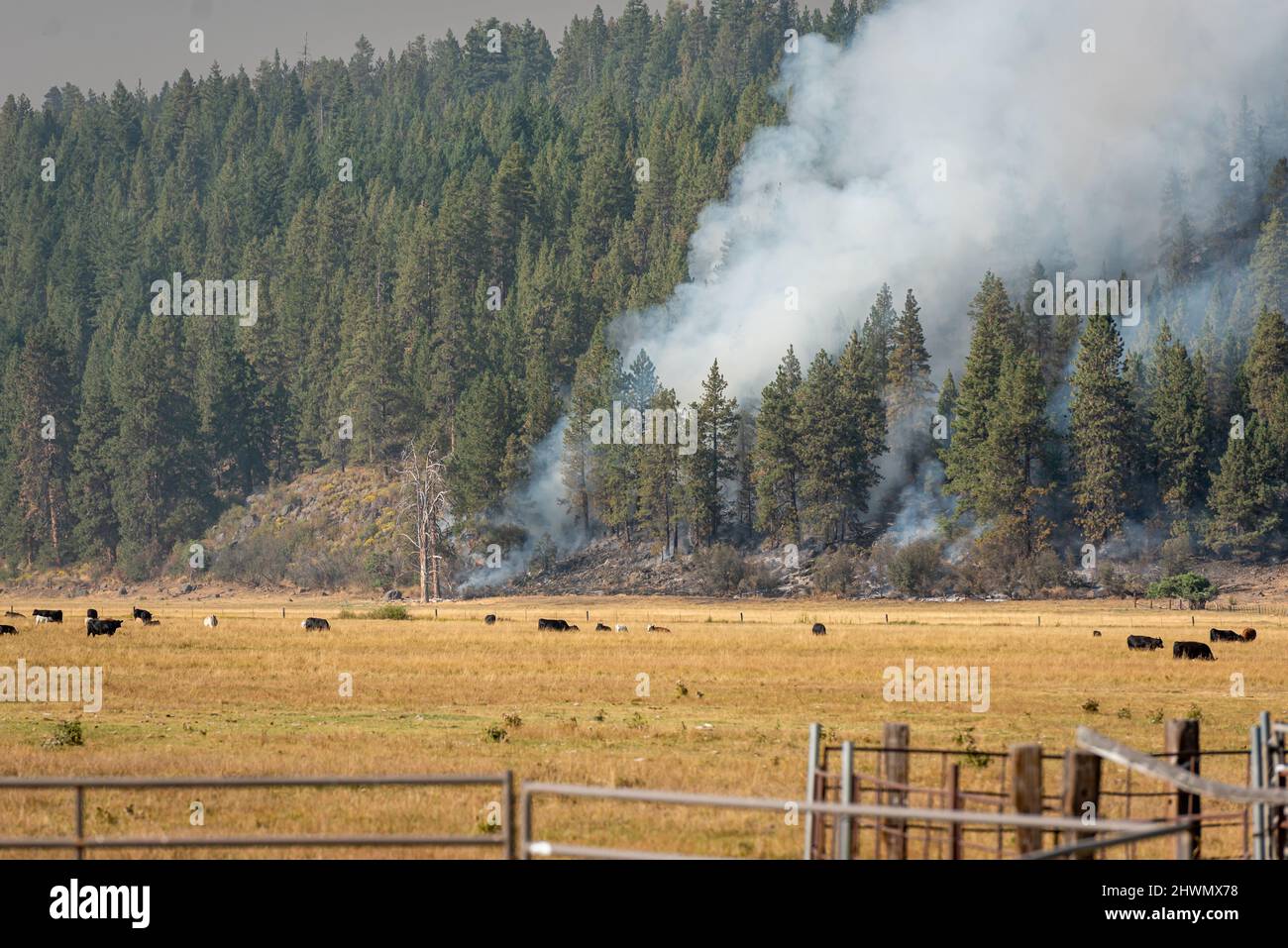 Smoke rises from Oregon wildfire burning in a forest Stock Photo - Alamy