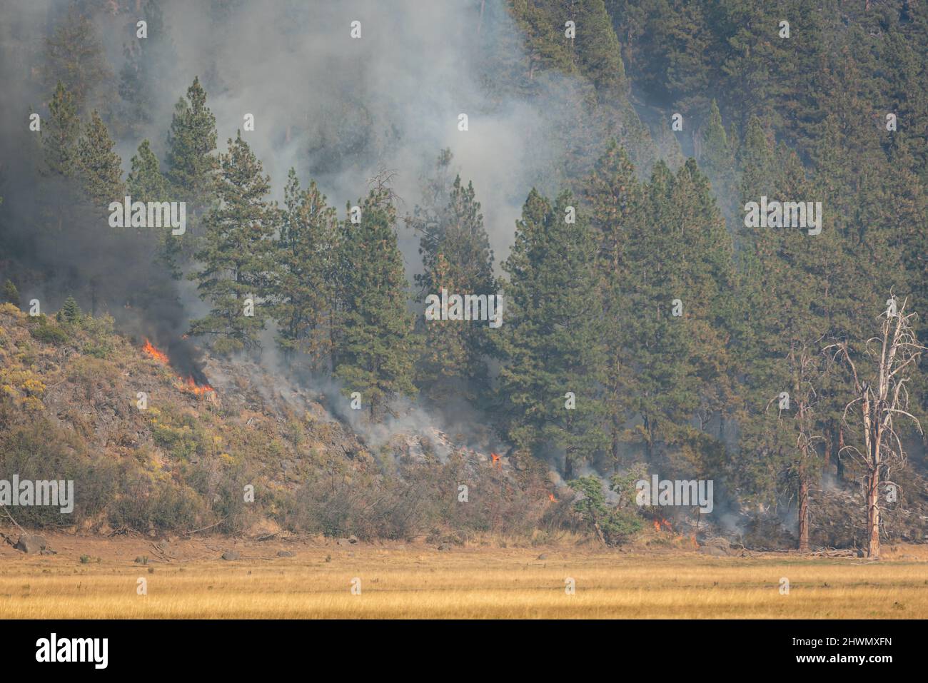Smoke rises from Oregon wildfire burning in a forest Stock Photo - Alamy