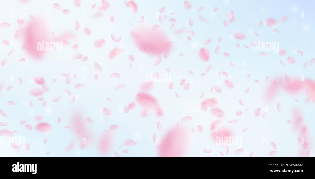 Sakura petals falling down. Romantic pink flowers falling rain. Flying ...