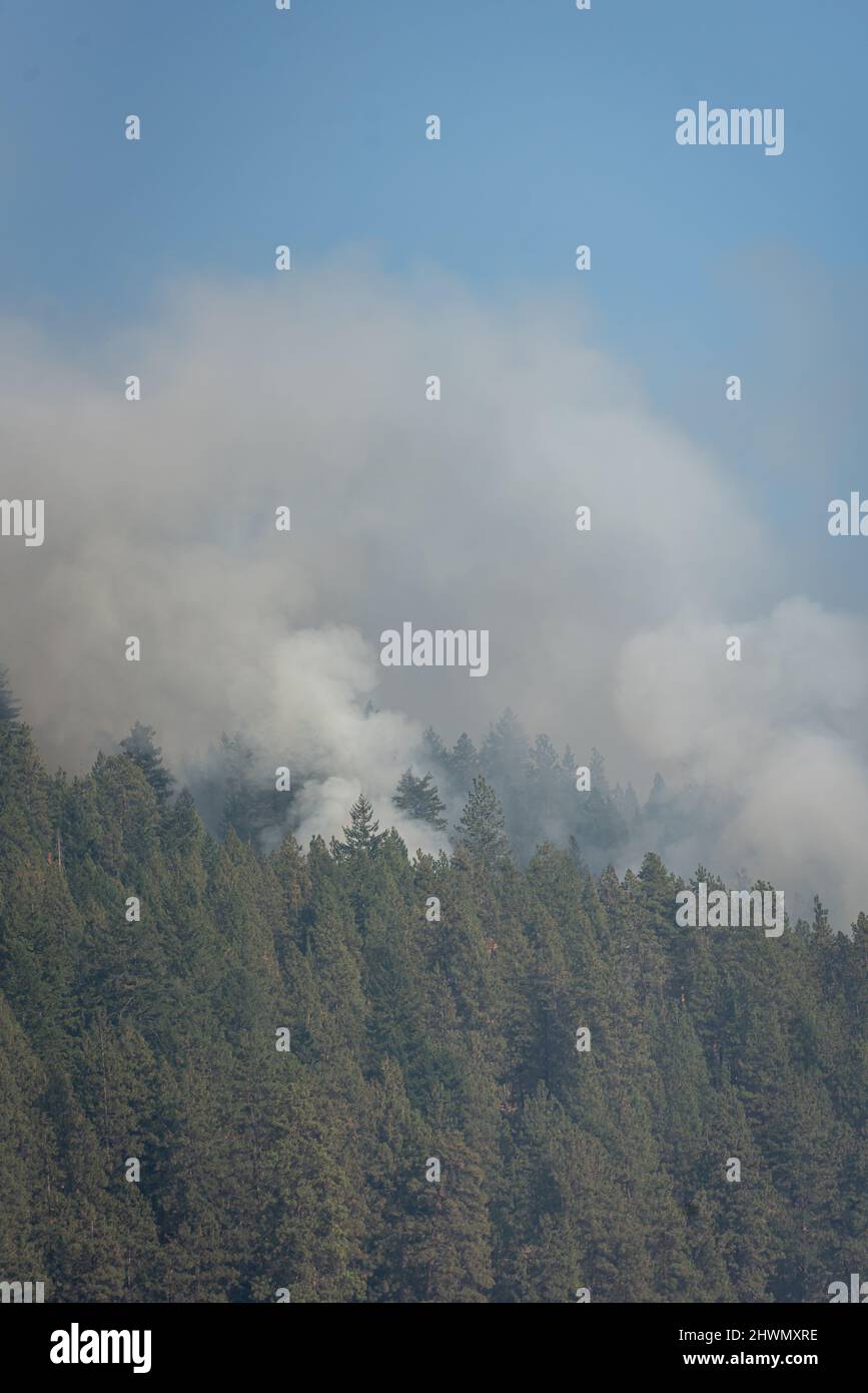 Smoke rises from Oregon wildfire burning in a forest Stock Photo - Alamy