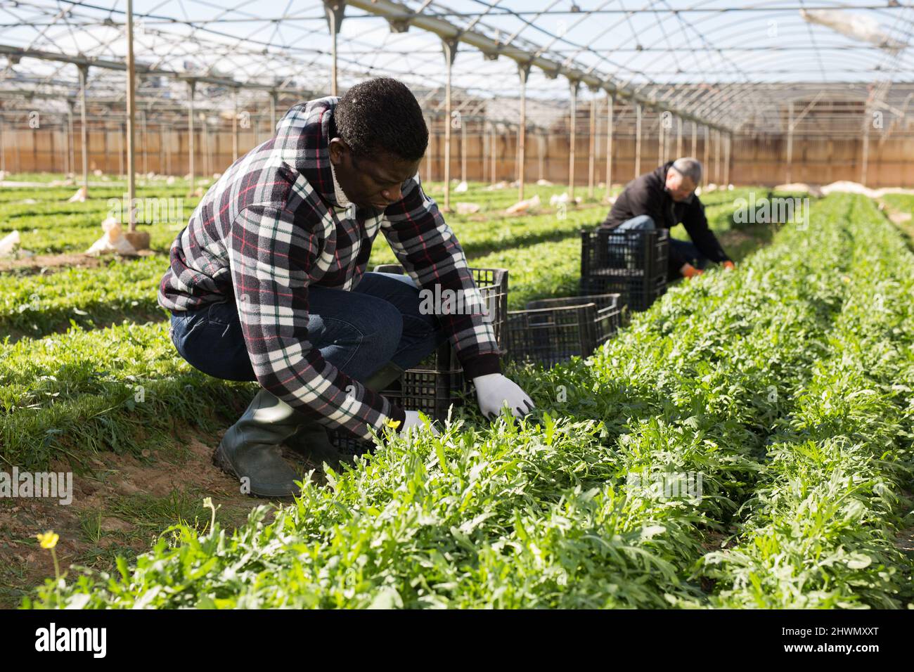 African american worker gathering in crops of arugula Stock Photo - Alamy