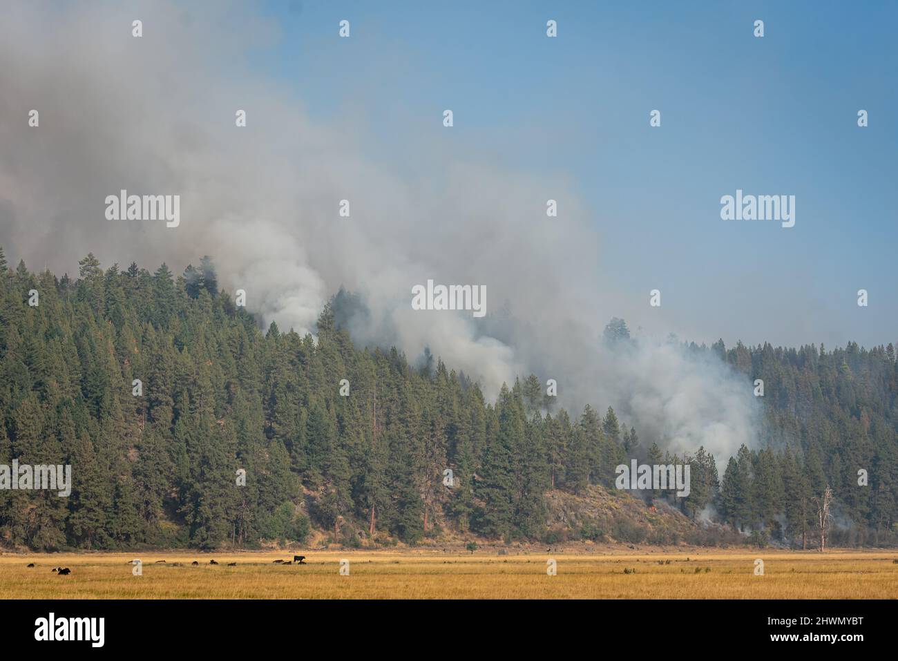 Smoke rises from Oregon wildfire burning in a forest Stock Photo - Alamy