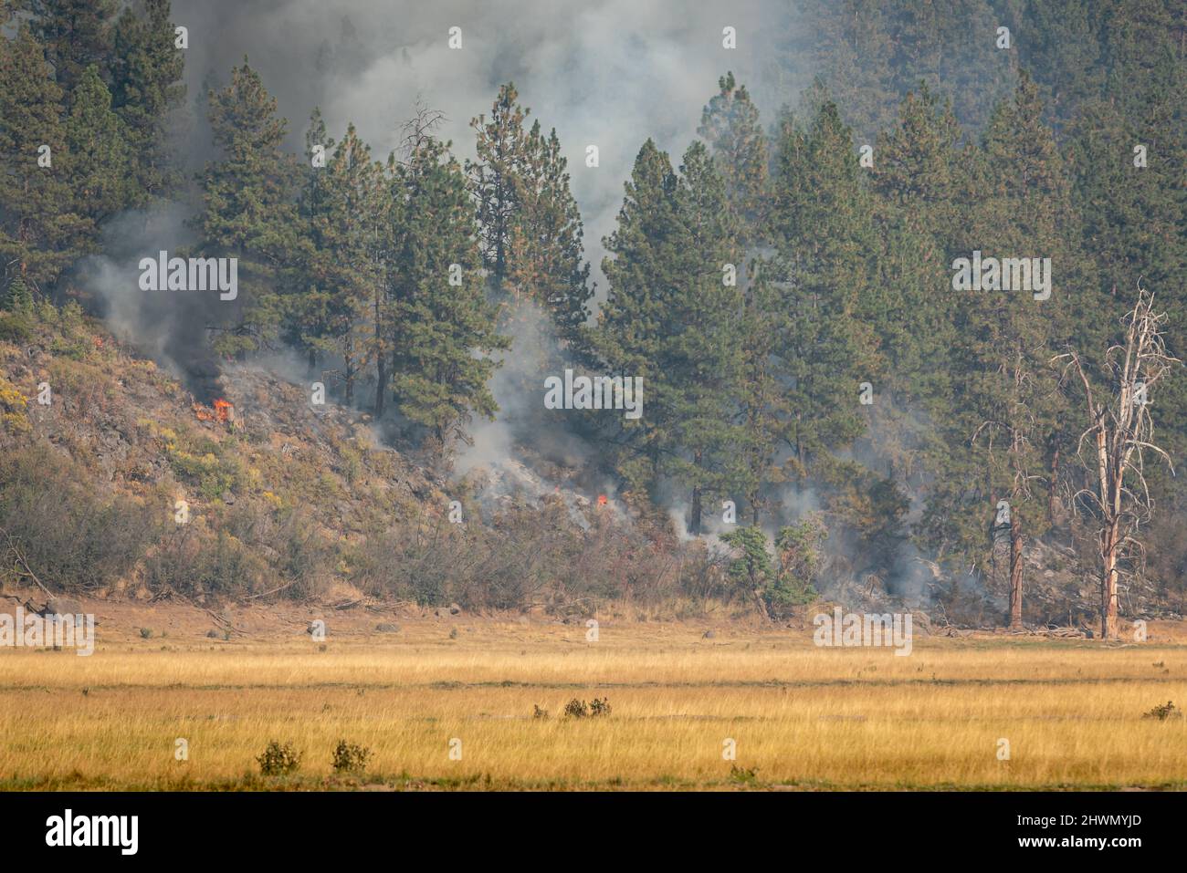Smoke rises from Oregon wildfire burning in a forest Stock Photo - Alamy