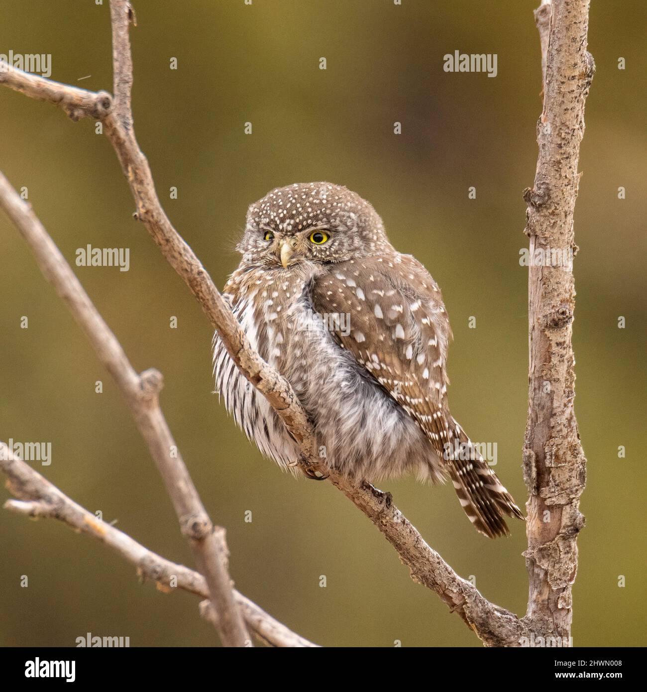 Northern pygmy owl (Glaucidium californicum) perched in tree Colorado ...