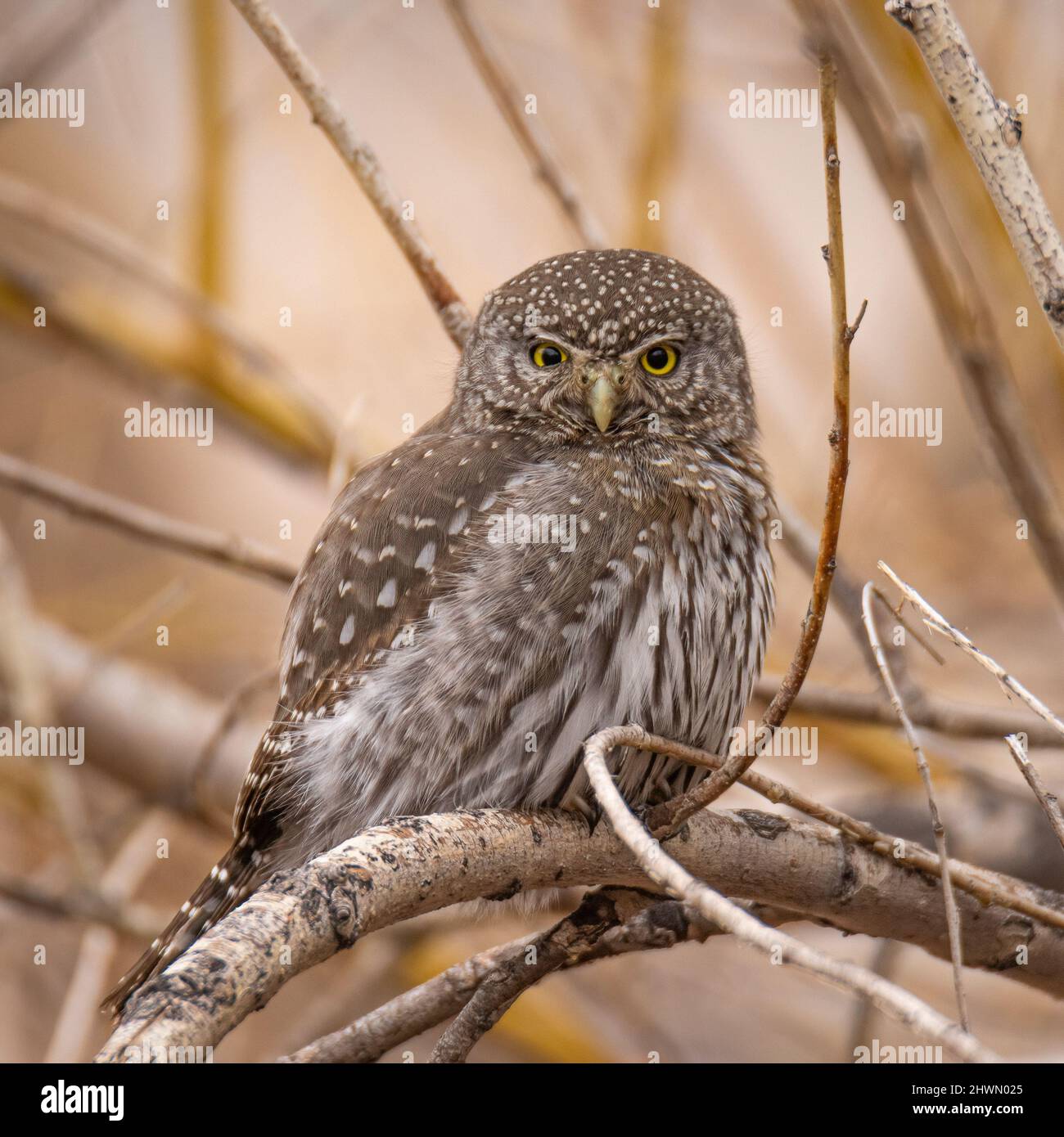Northern pygmy owl (Glaucidium californicum) perched in tree making eye ...