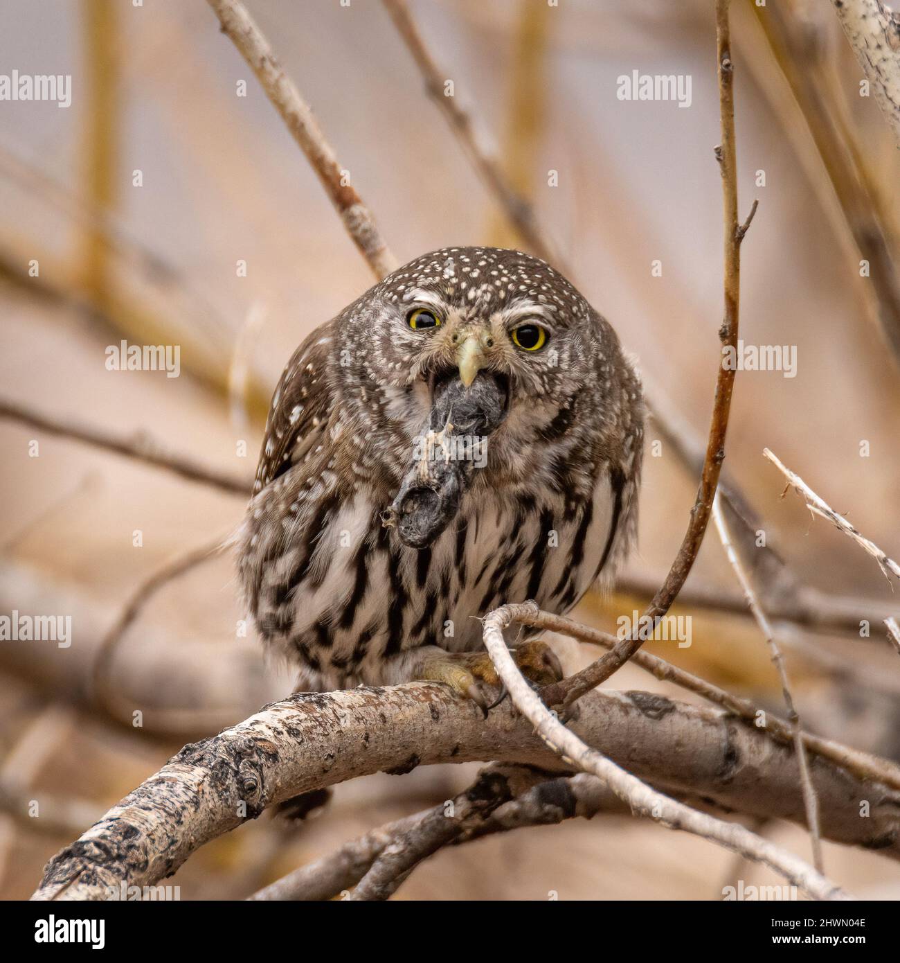 Northern pygmy owl (Glaucidium californicum) perched in tree while ...