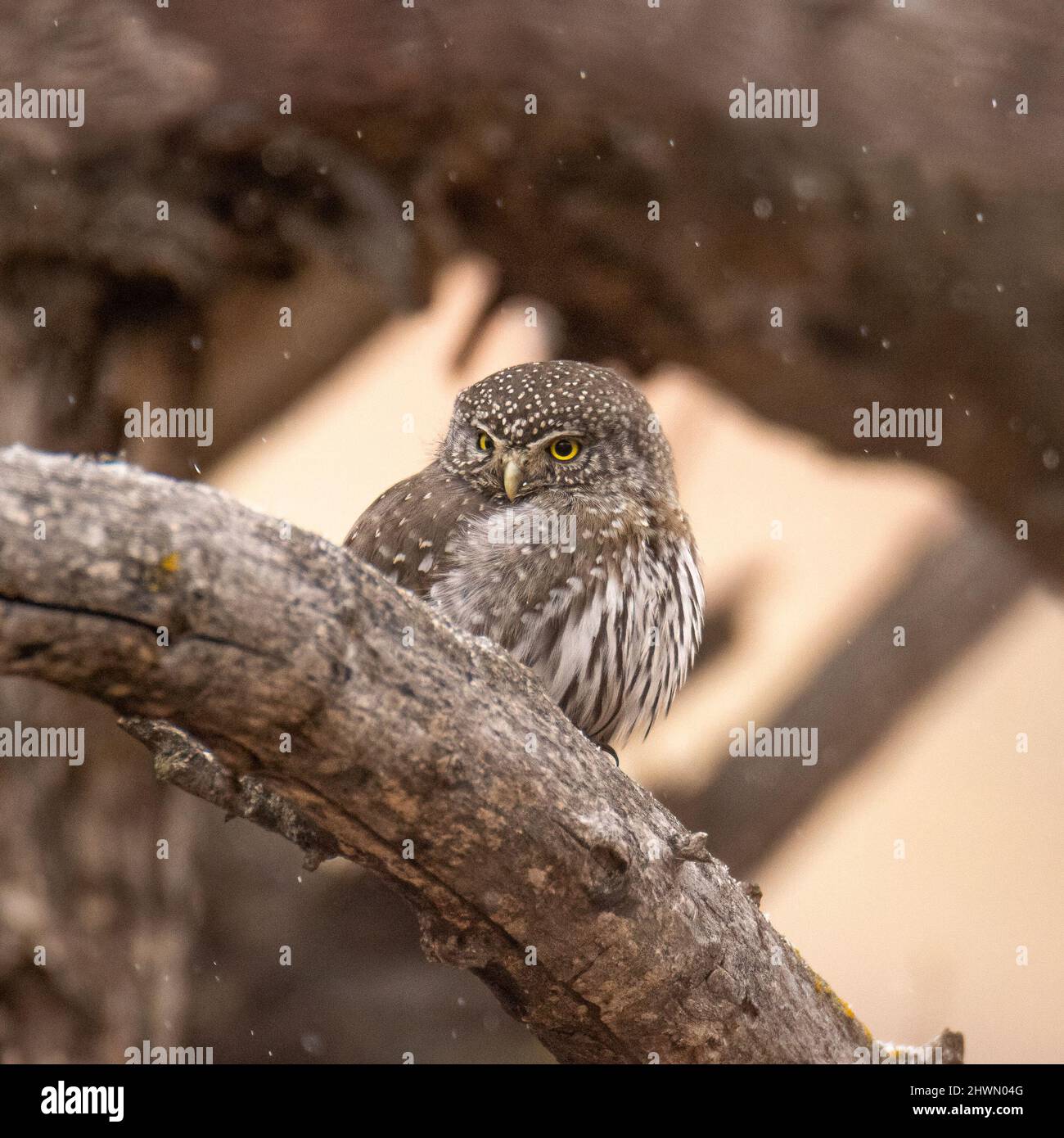 Northern pygmy owl (Glaucidium californicum) perched in tree Colorado ...