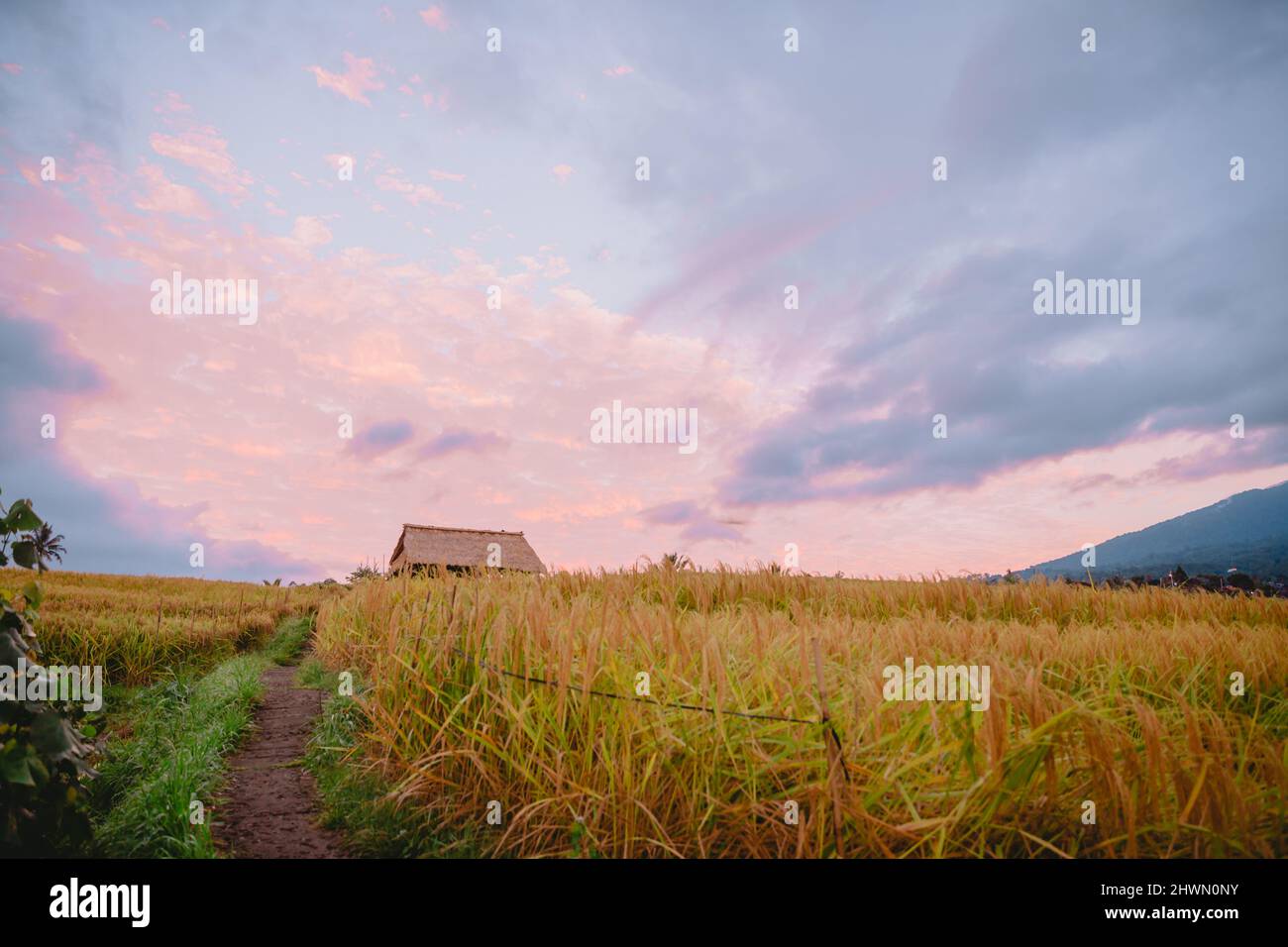 Rise field in bali hi-res stock photography and images - Alamy