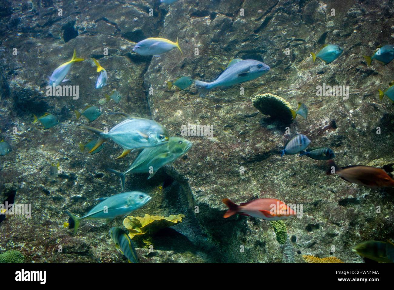 Beautiful fish at bottom of the aquarium, Oceanarium, business tourism ...