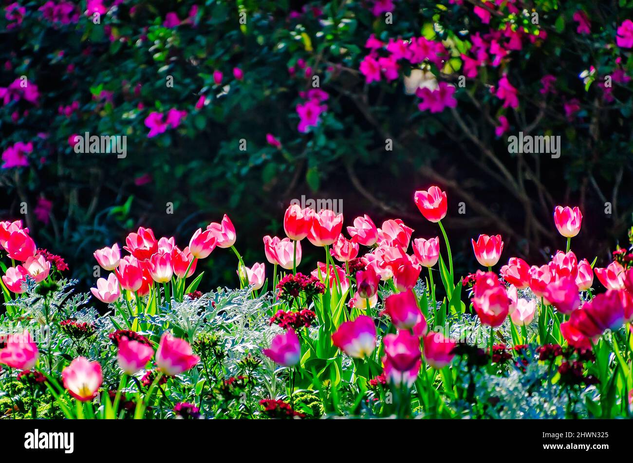 Tulips bloom at Bellingrath Gardens, March 4, 2022, in Theodore ...