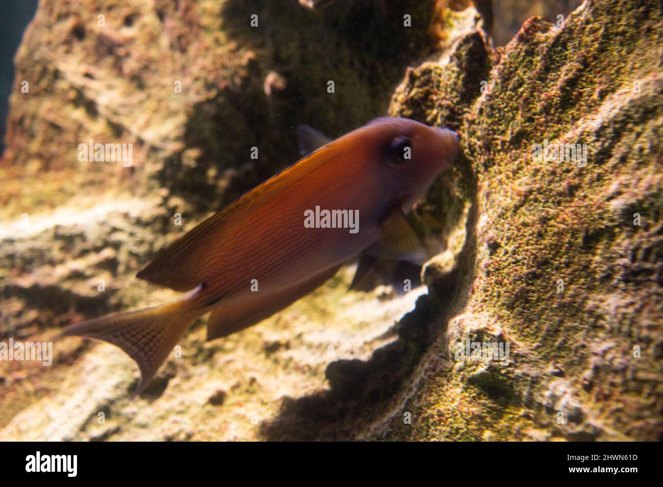 Beautiful fish at bottom of the aquarium, Oceanarium, business tourism ...