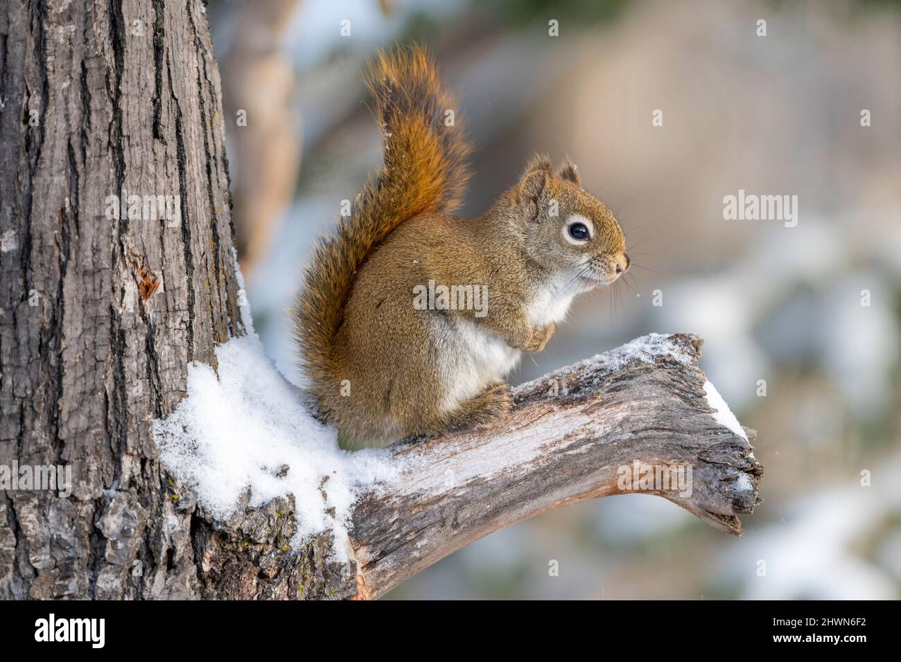 American red squirrel hi-res stock photography and images - Alamy
