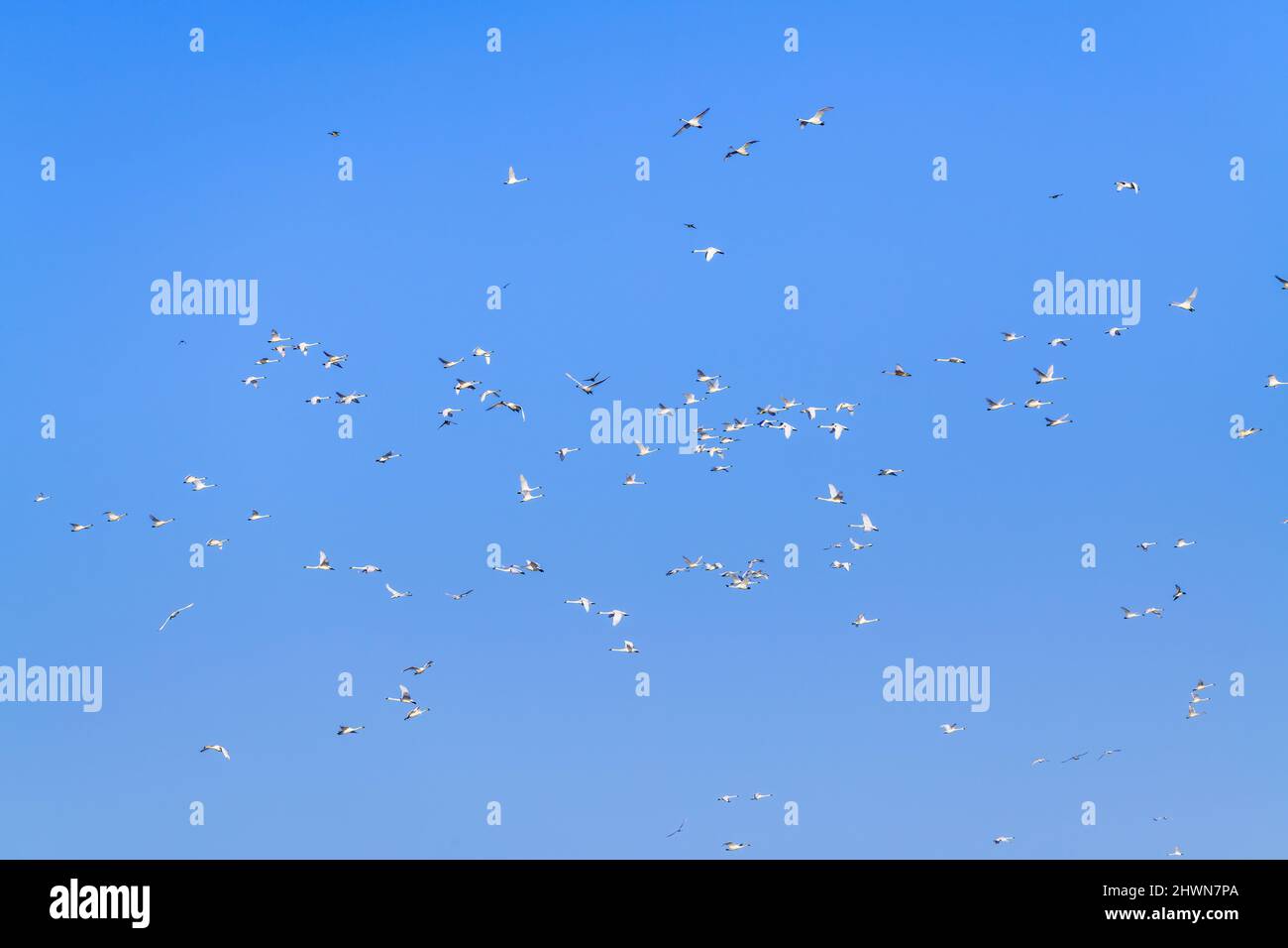 Migrating Tundra Swan across sky, E North America, by Dominique Braud ...