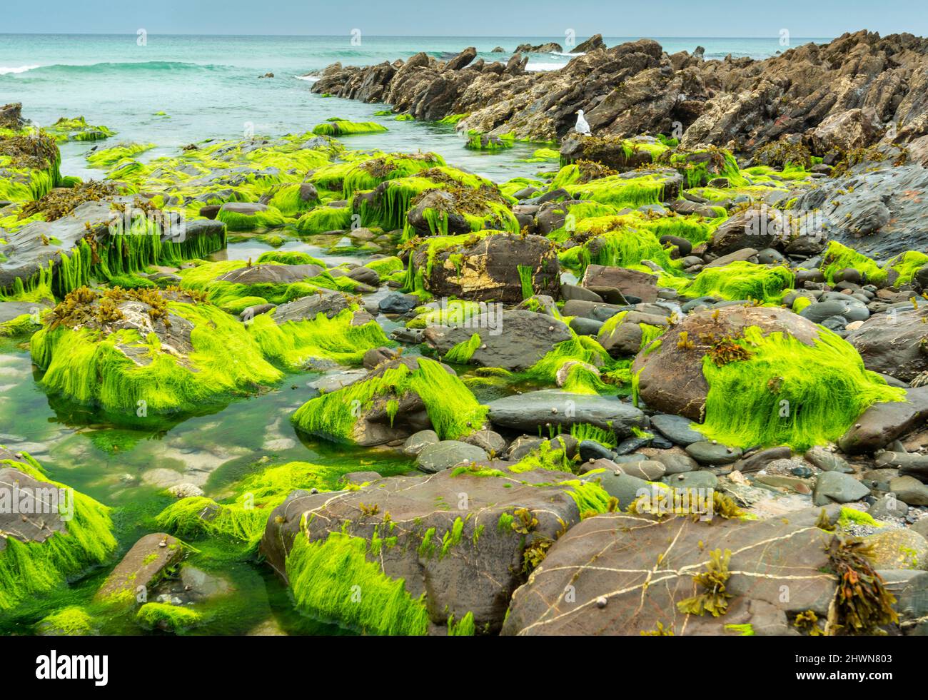 Dramatic National Trust,unspoilt beach cove,green,yellow rock ...