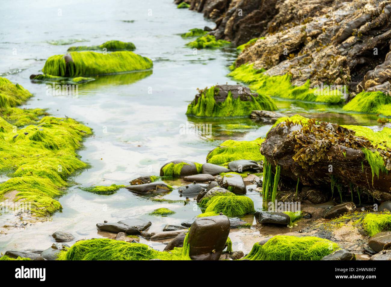 Dramatic National Trust,unspoilt beach cove,green,yellow rock ...