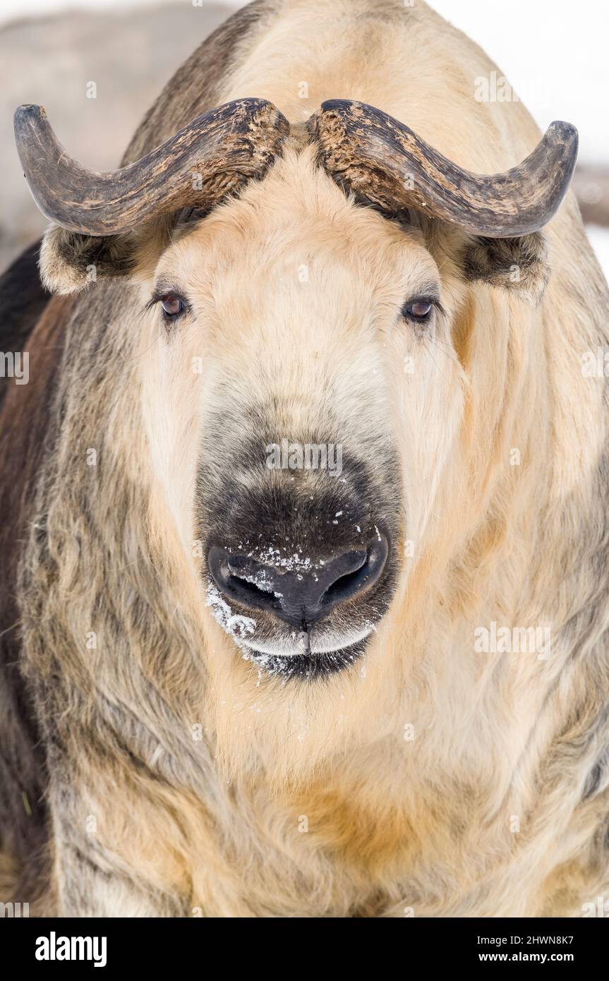 Ox horns hi-res stock photography and images - Alamy