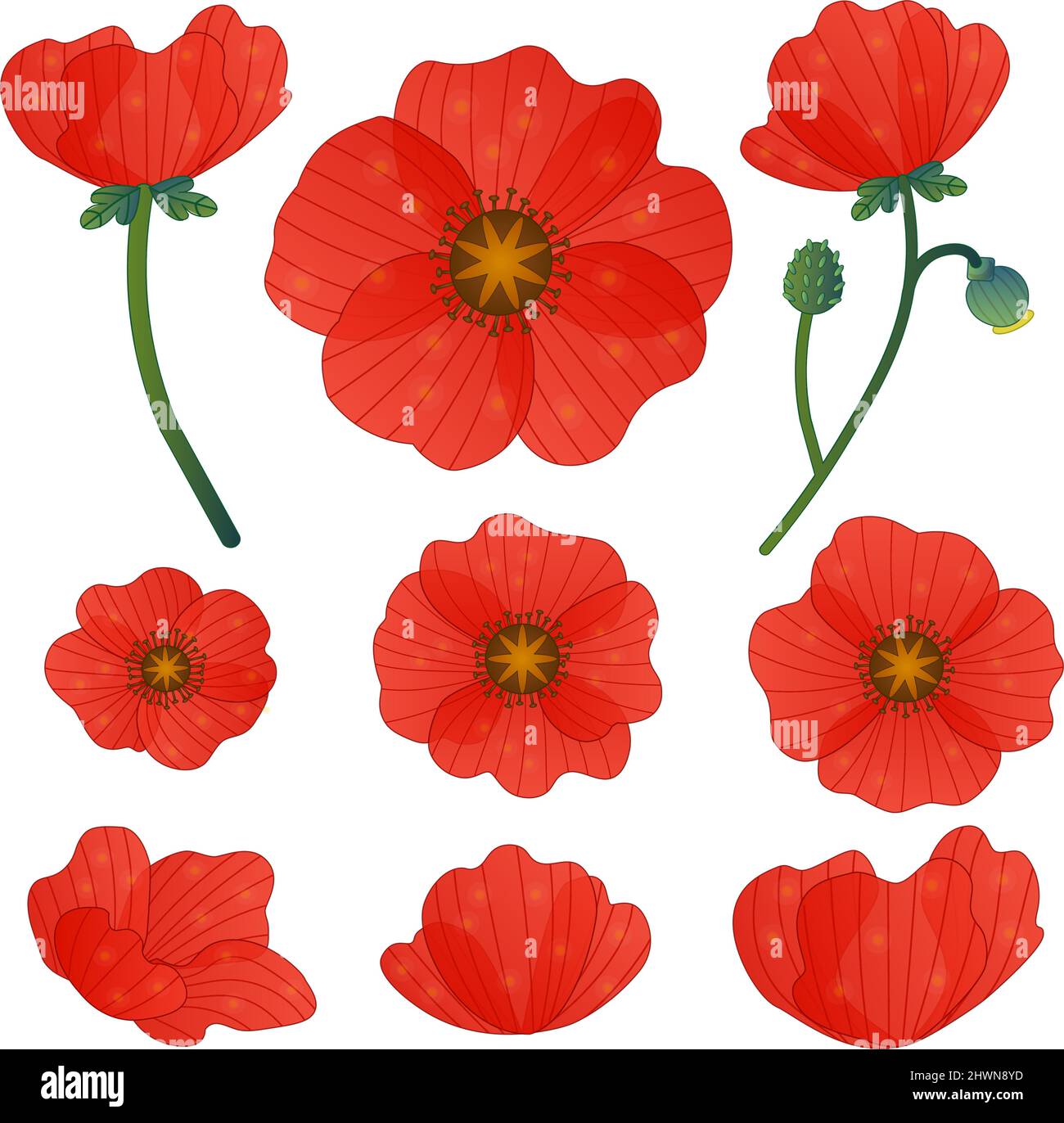 Set vector clip art big flowers red poppy Stock Vector Image & Art - Alamy
