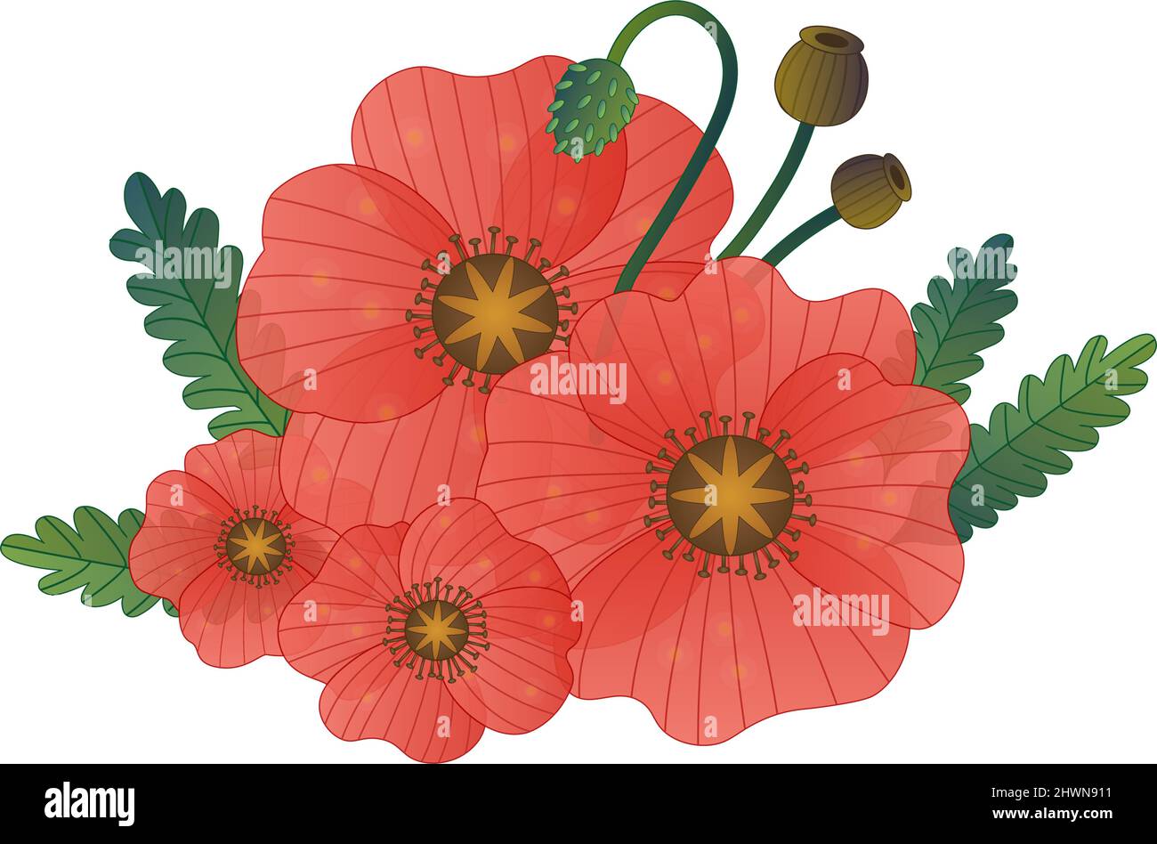 Red poppy flower flowers Stock Vector Images - Alamy