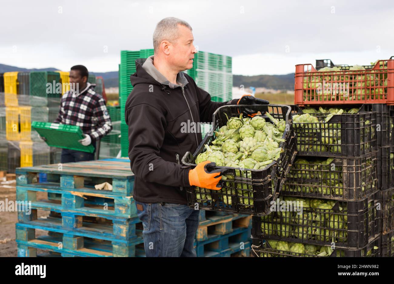 Experienced farmer working on vegetable farm, stacking plastic boxes ...
