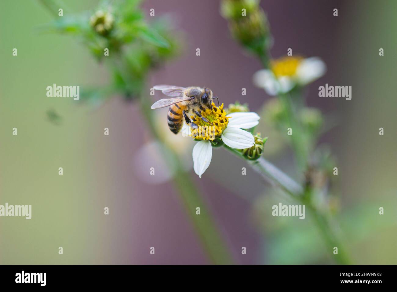 A Bee kissing a Flower Stock Photo - Alamy