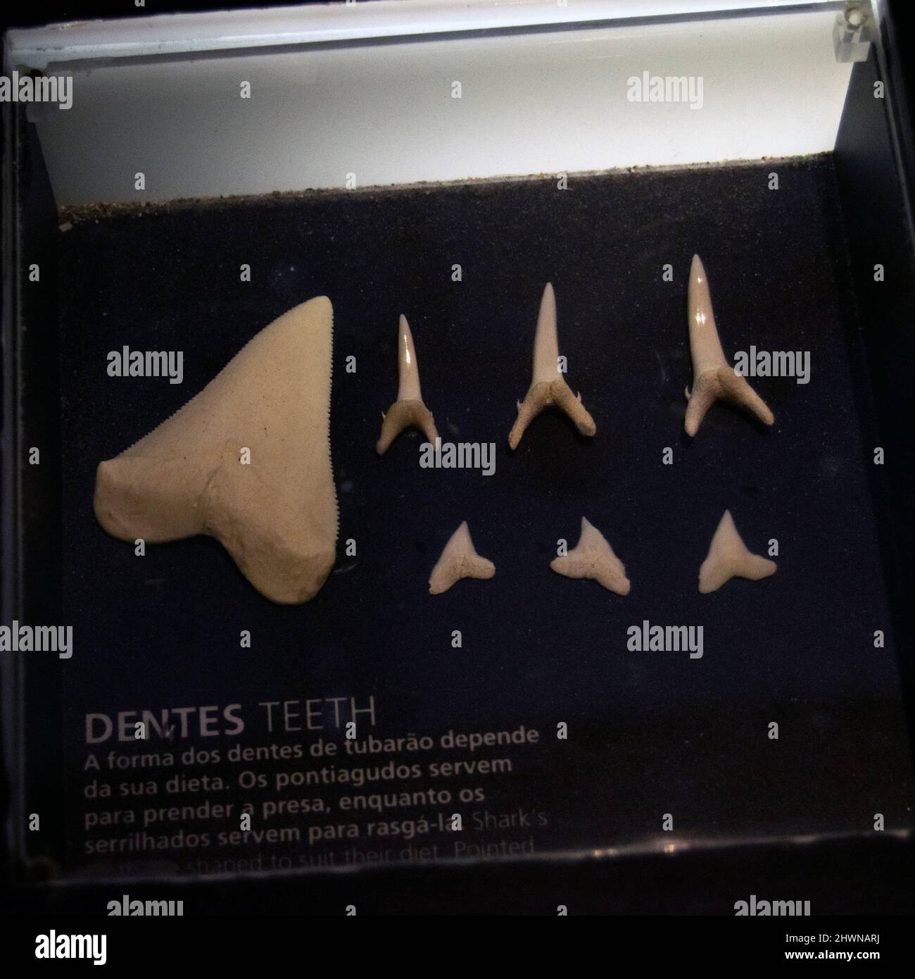 Shark teeth collection Stock Photo - Alamy