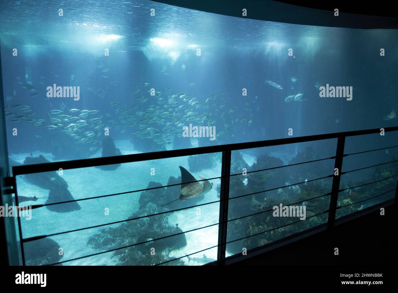 Worlds largest aquarium hi-res stock photography and images - Alamy
