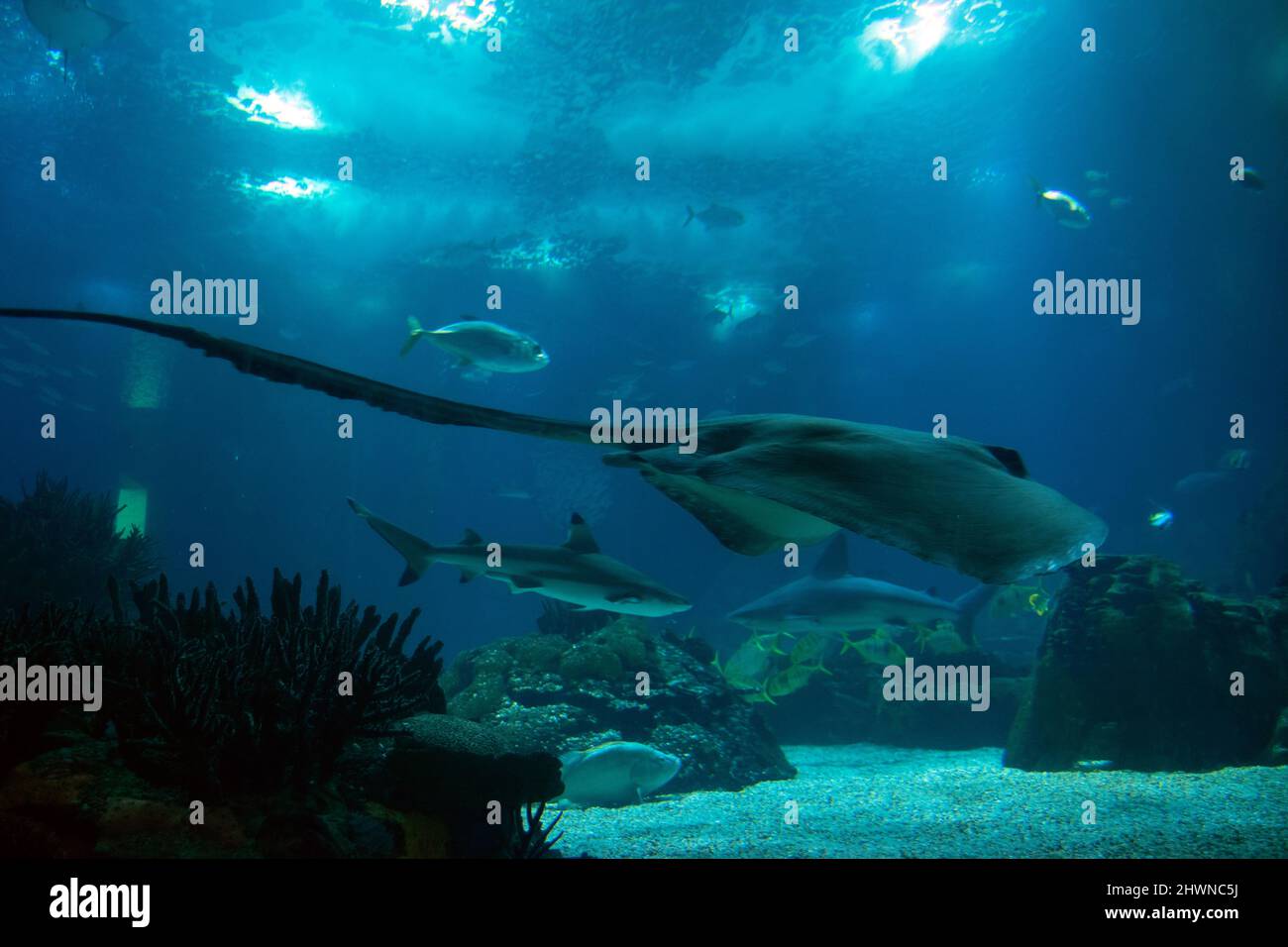 Stingray, black tip shark and Jack fishes on big fish glass tank ...