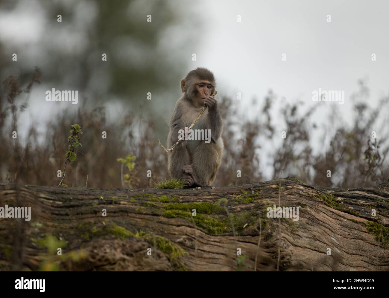 Monkey on a log Stock Photo - Alamy
