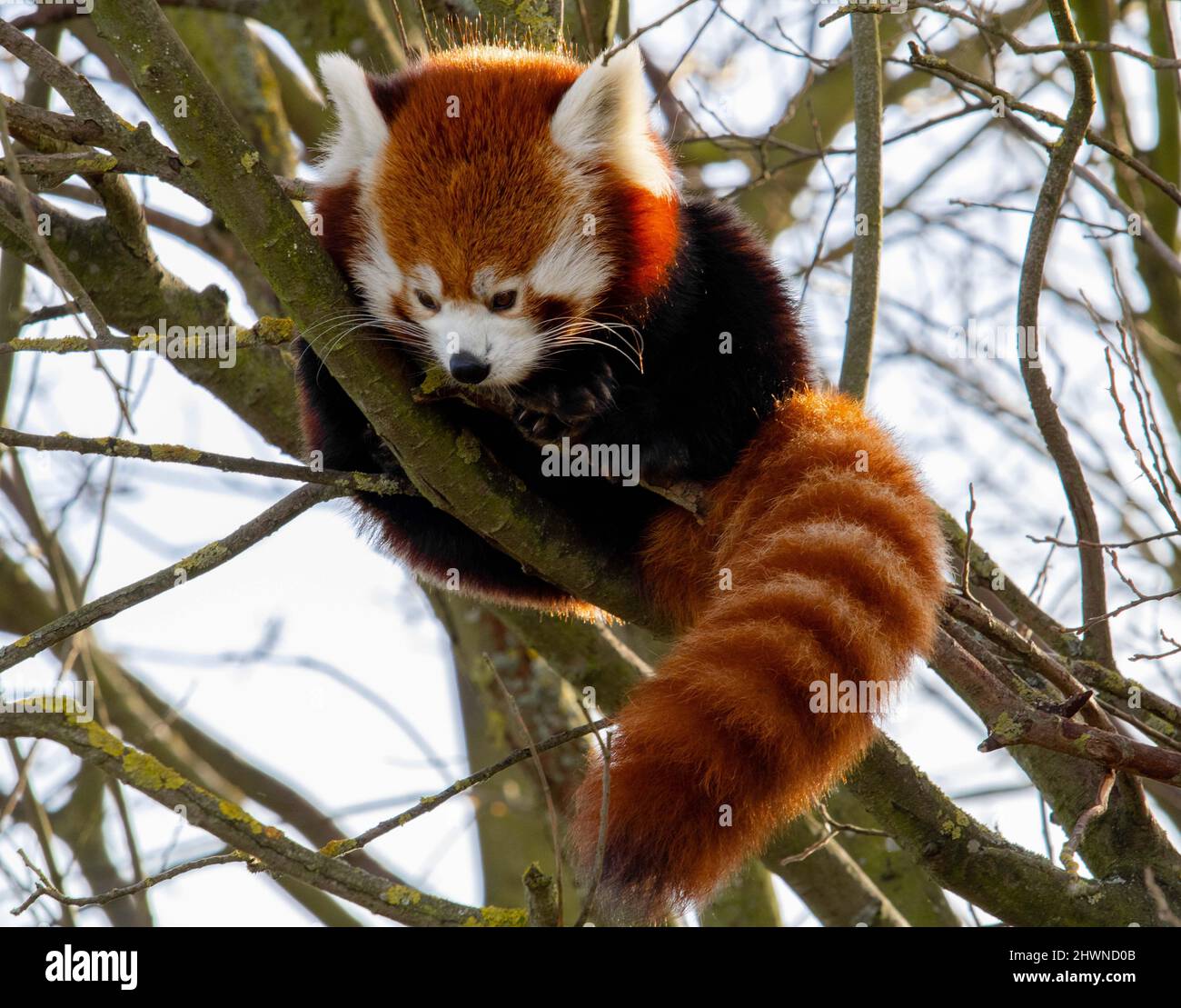 Redpanda hi-res stock photography and images - Alamy
