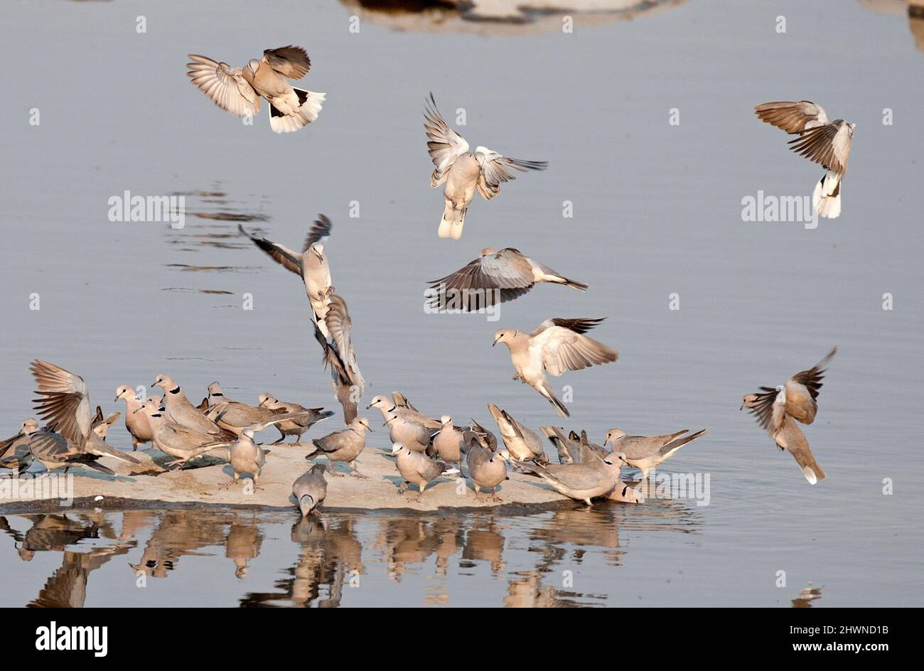 A flock of African Mourning Doves in Etosha National Park Namibia ...