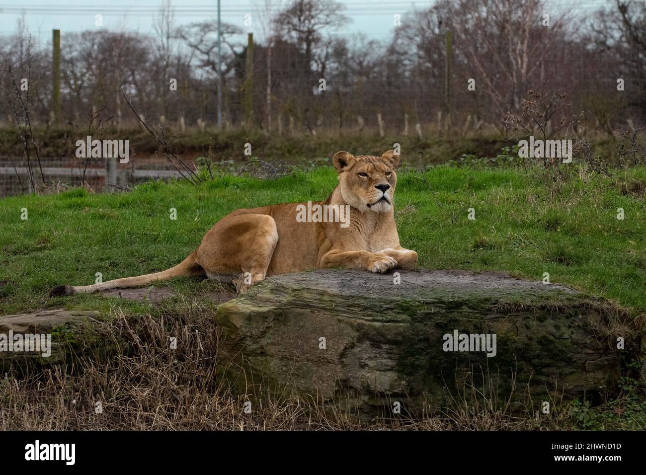 Tail of lioness hi-res stock photography and images - Alamy