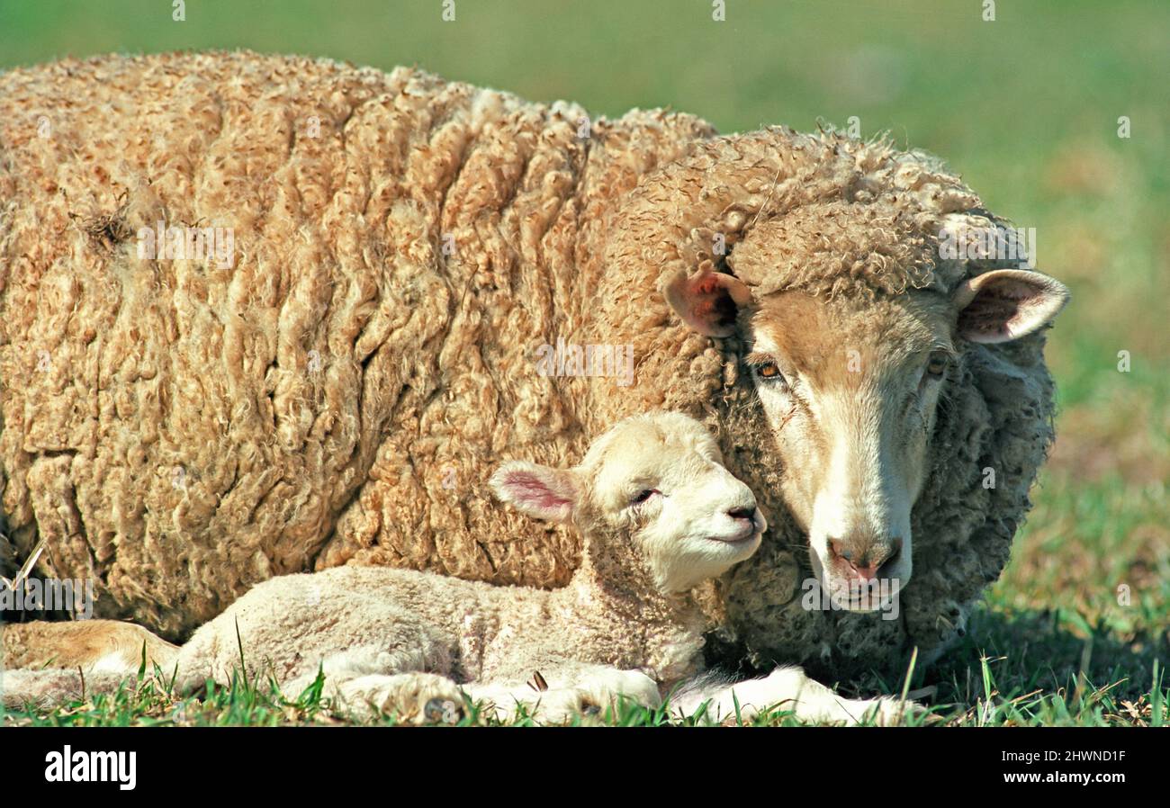 sheep with baby lamb in western New South Wales, Australia Stock Photo ...