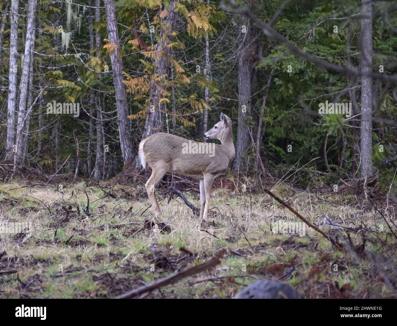 White tail deer in the woods looking back Stock Photo - Alamy