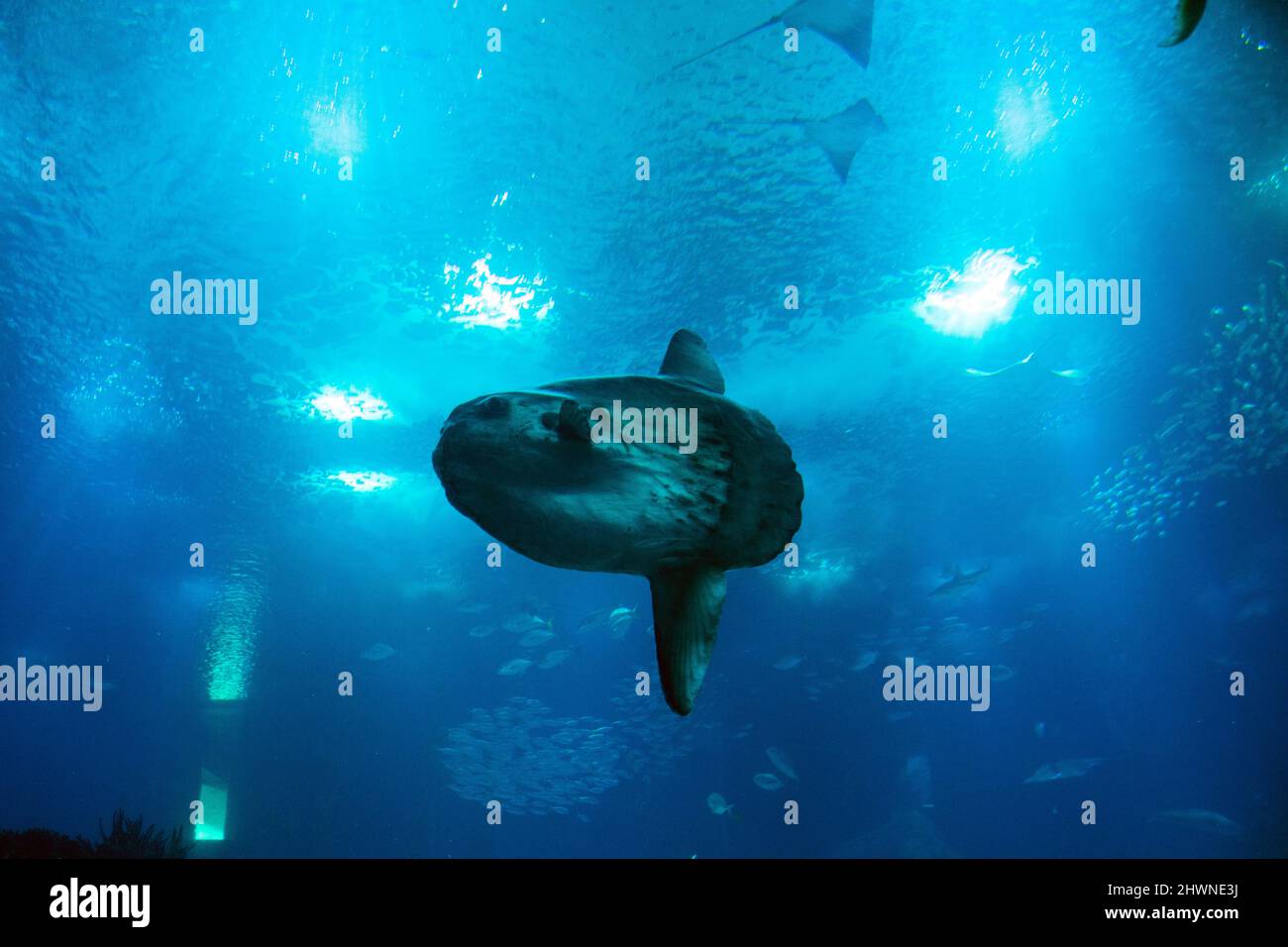 Mola hi-res stock photography and images - Alamy