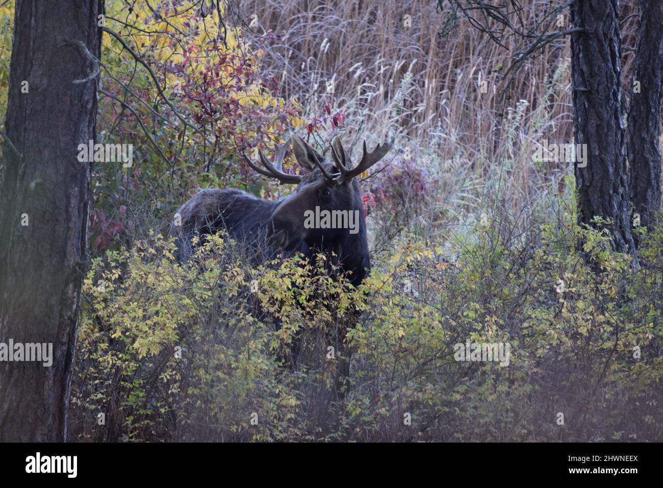 Moose rack hi-res stock photography and images - Alamy