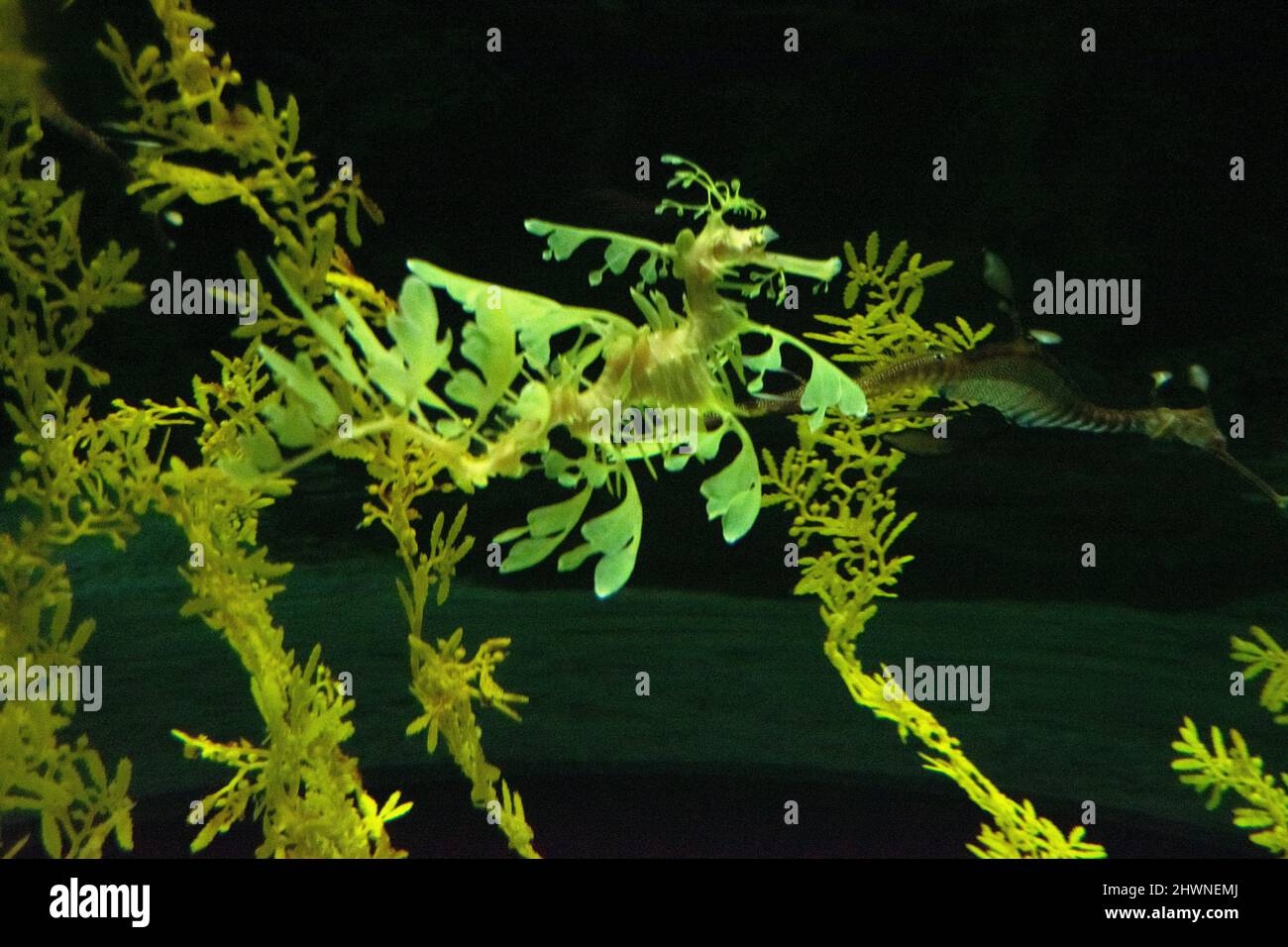 The leafy seadragon (Phycodurus eques) or Glauert's seadragon, is a ...