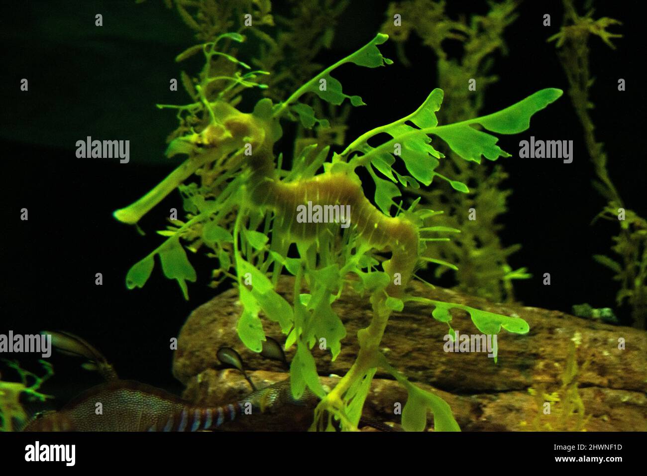 The leafy seadragon (Phycodurus eques) or Glauert's seadragon, is a ...