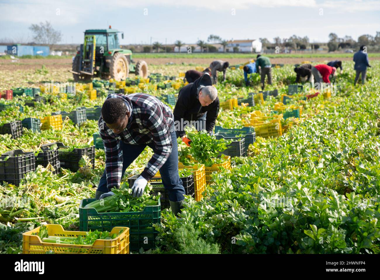 African worker arranging harvested celery in crates Stock Photo - Alamy