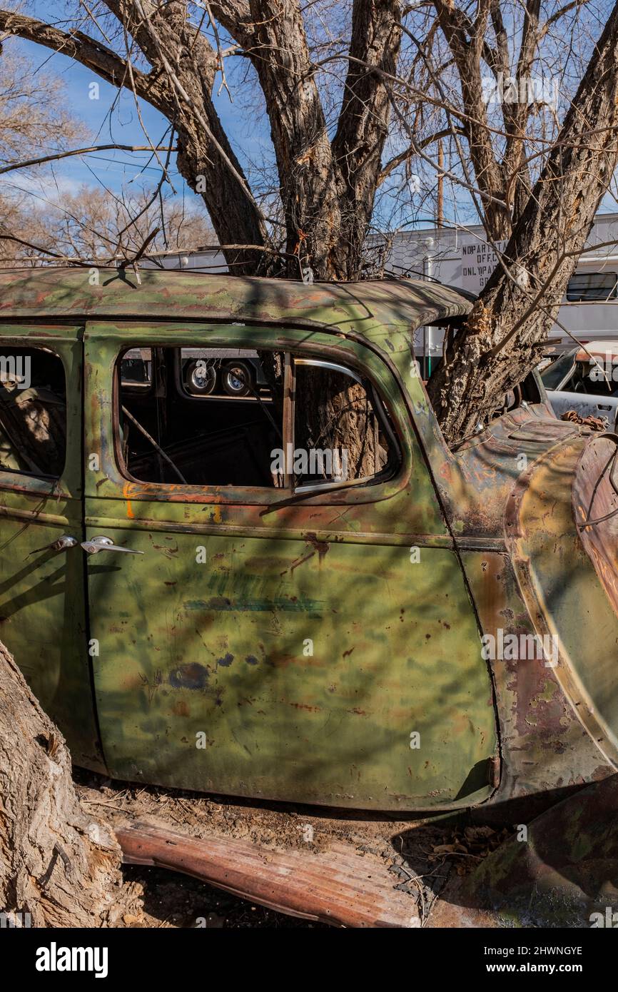 Trees Growing Through Cars at Ella Byatt blog