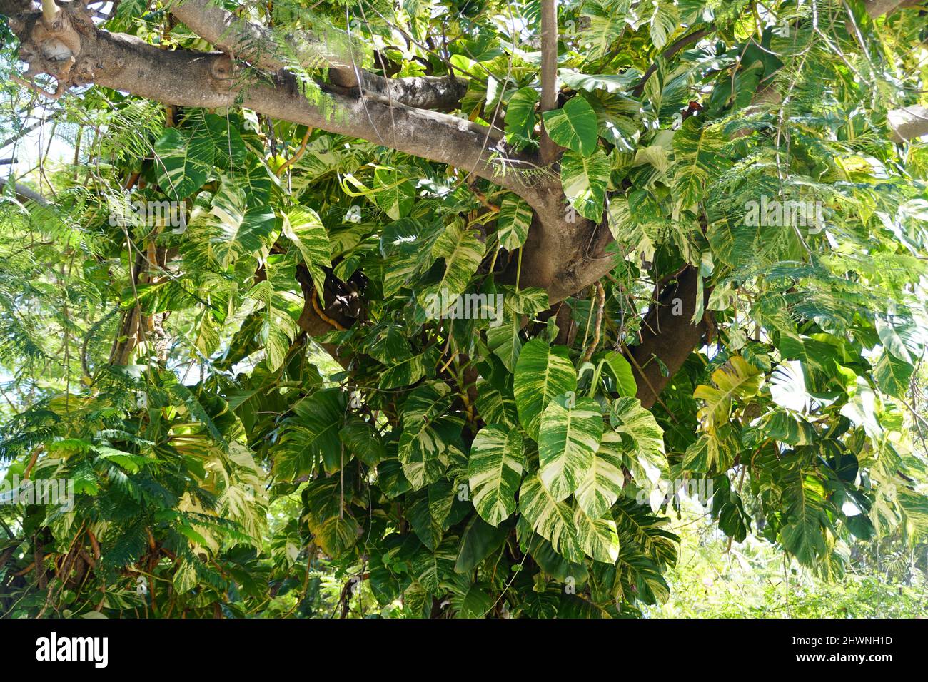 Beautiful variegated leaves of Giant Hawaiian Pothos climbing on top of ...