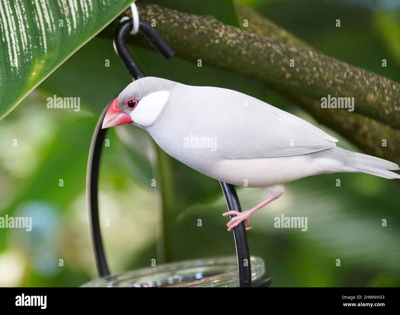 Java finch hi-res stock photography and images - Alamy