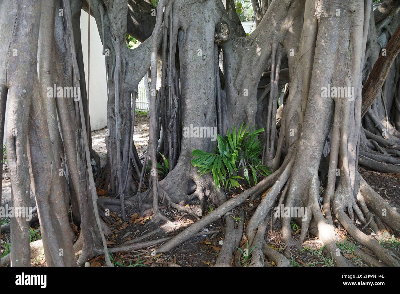 A long root of Lofty Fig, or Ficus Altissima, originally from Southeast ...